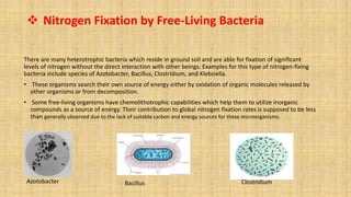 Roles of microbes in nitrogen cycle aritriya | PPTX