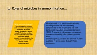 Roles of microbes in nitrogen cycle aritriya | PPTX