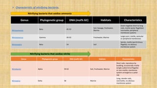 Roles of microbes in nitrogen cycle aritriya | PPTX