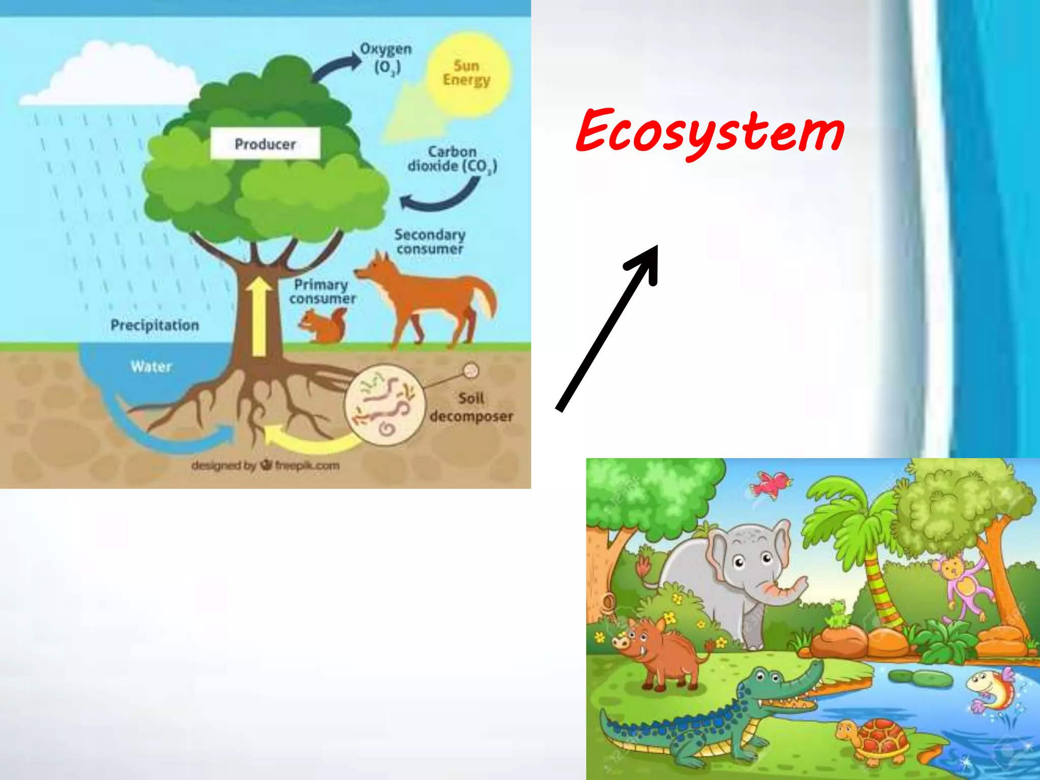 Roles of Organisms in the Ecosystem | PPTX