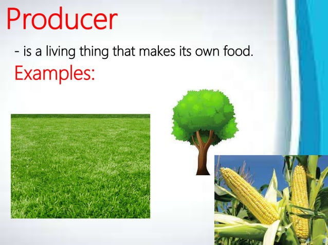 Roles of Organisms in the Ecosystem | PPTX