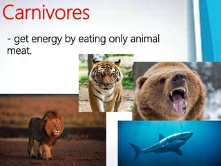 Roles of Organisms in the Ecosystem | PPTX