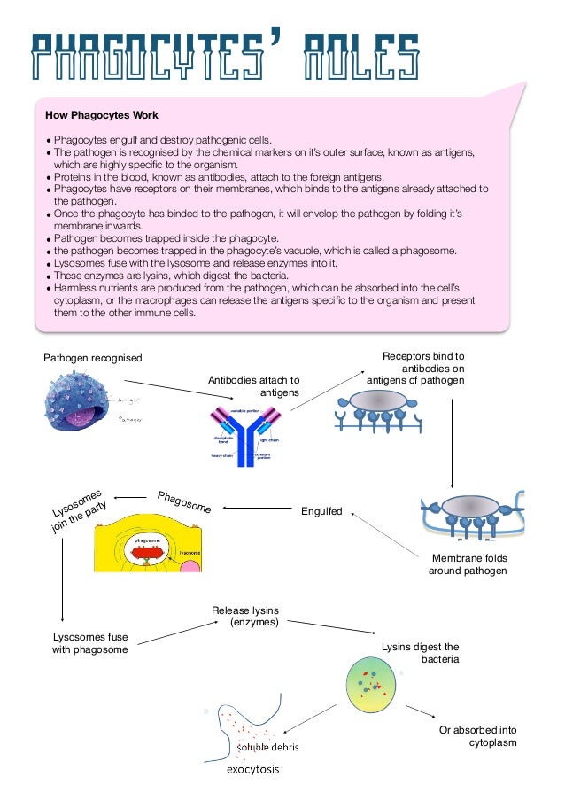What Is Phagocytosis What Are Functions Of Phagocytosis
