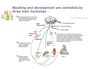 Synthesis and Actions of Juvenile Hormones In Insect Development (MS ...