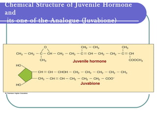 Synthesis and Actions of Juvenile Hormones In Insect Development (MS ...