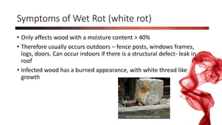 fungal attack on timber | PPTX