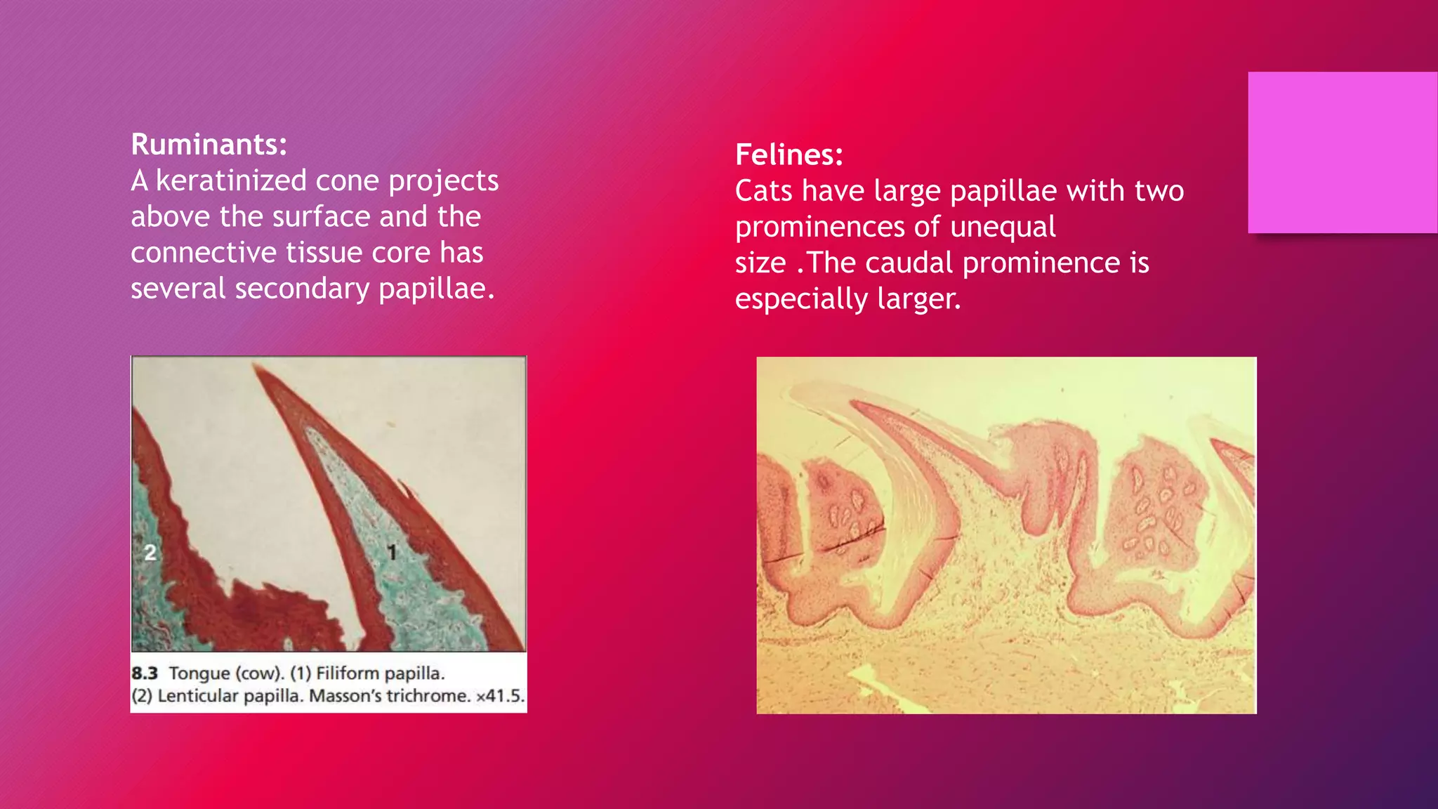 Tongue, papillae and some special structures. | PPTX