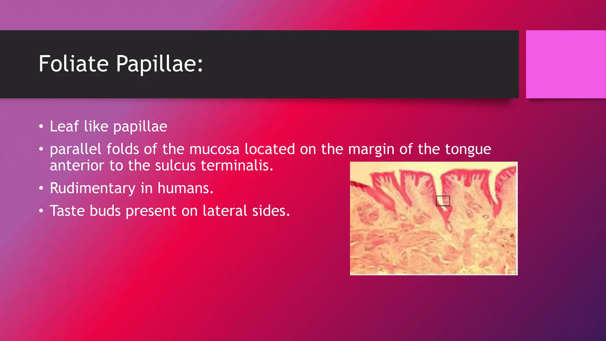 Tongue, papillae and some special structures. | PPTX