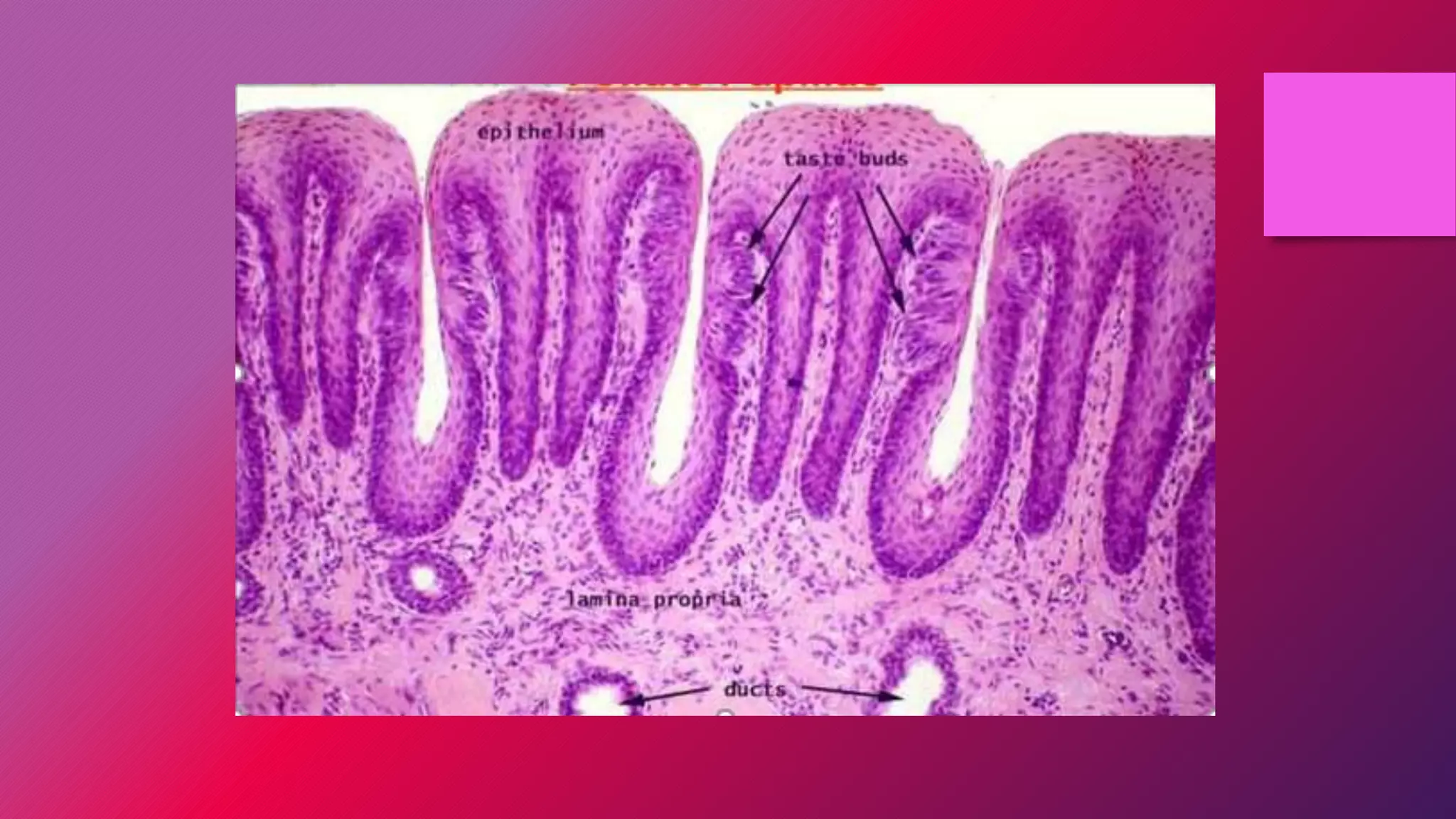Tongue, papillae and some special structures. | PPTX