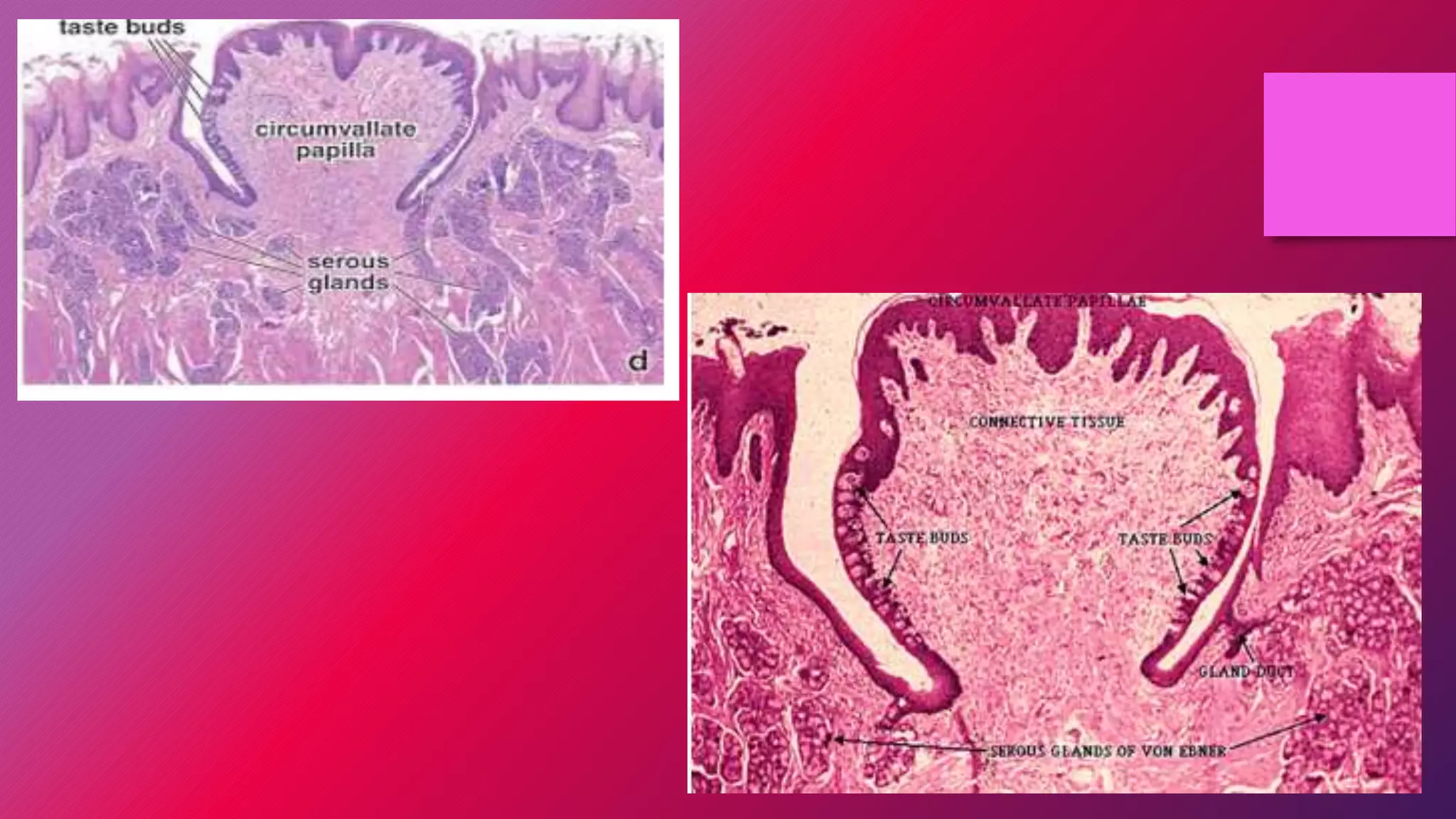 Tongue, papillae and some special structures. | PPTX