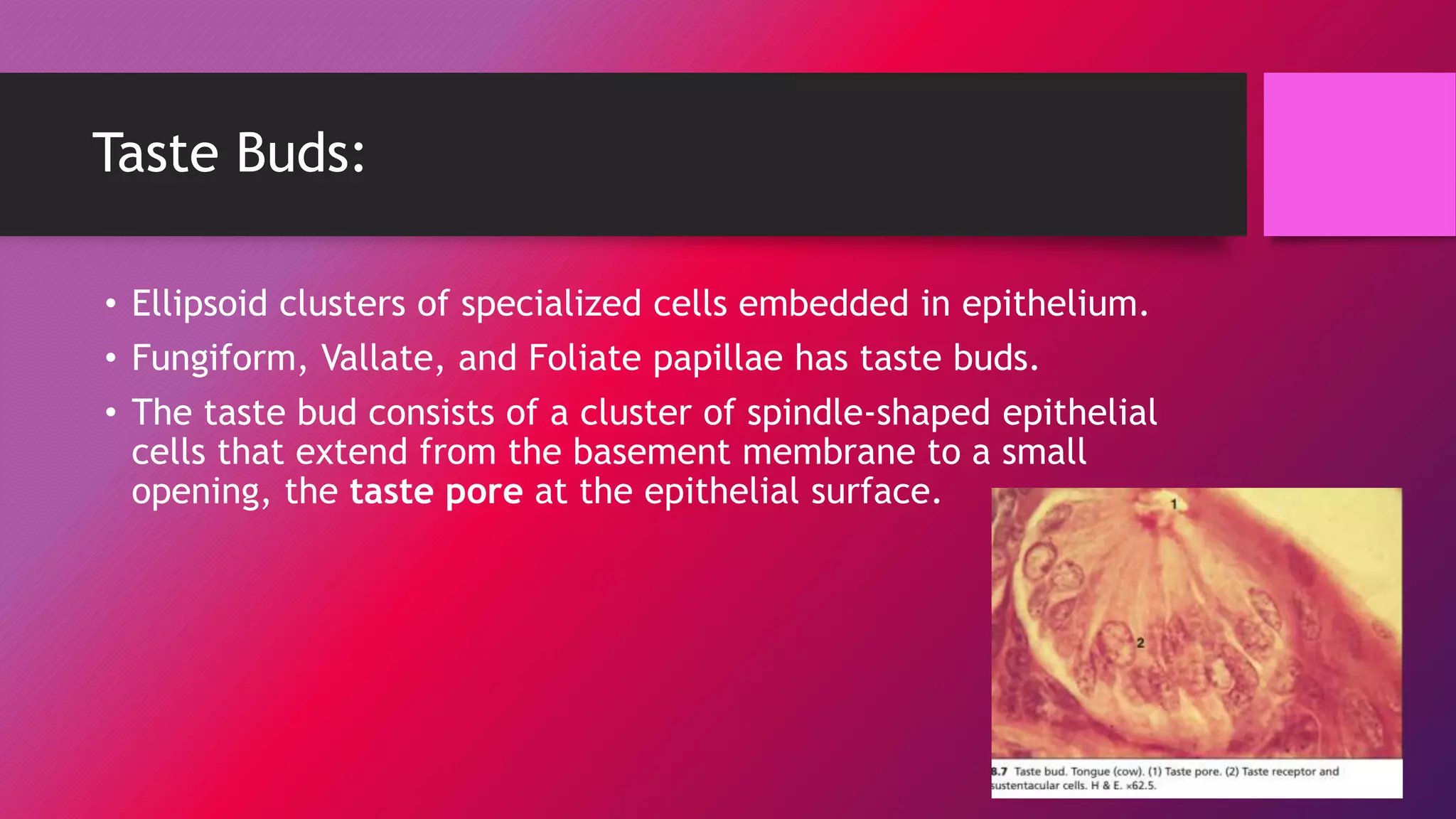 Tongue, papillae and some special structures. | PPTX