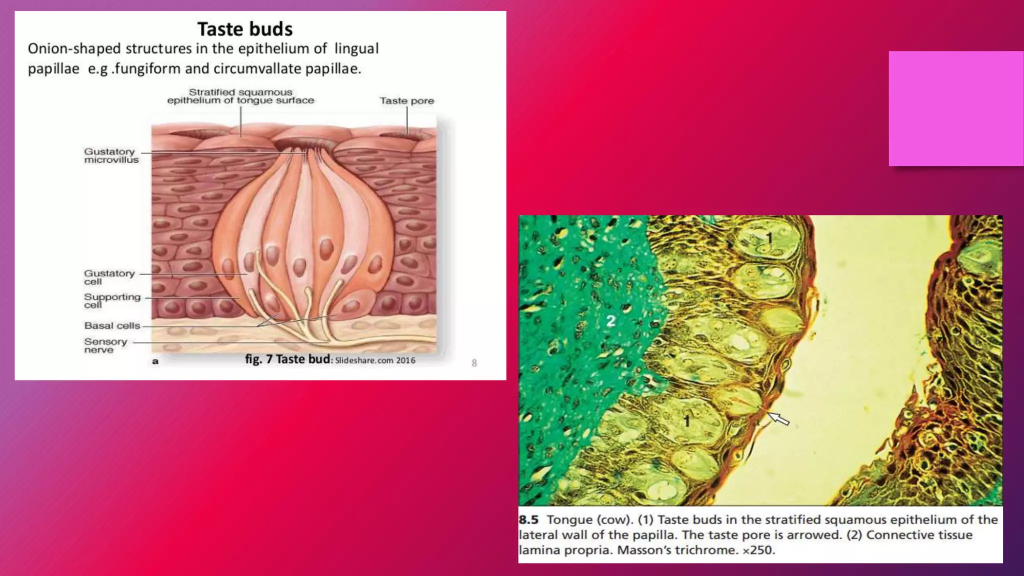 Tongue, papillae and some special structures. | PPTX