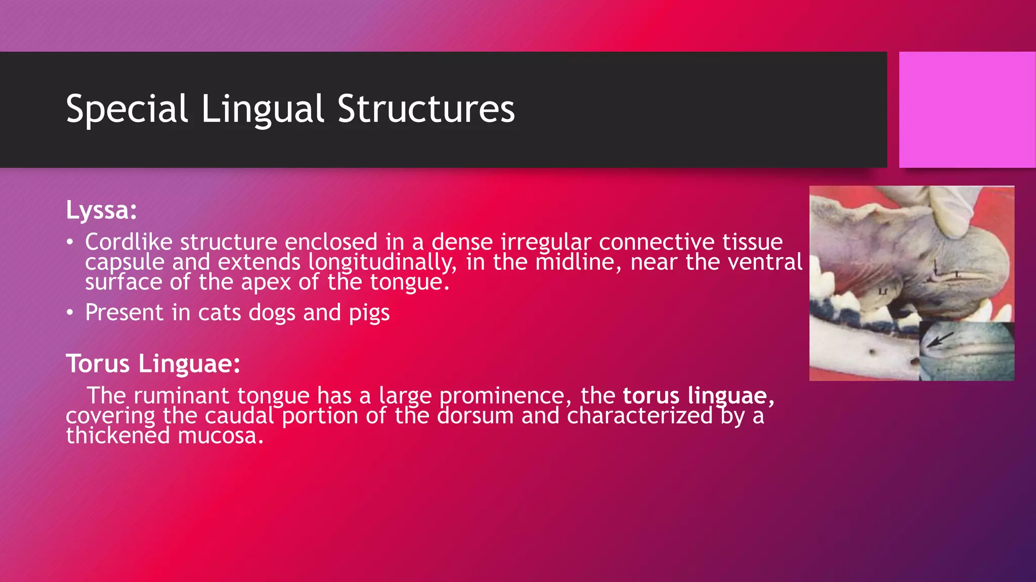 Tongue, papillae and some special structures. | PPTX