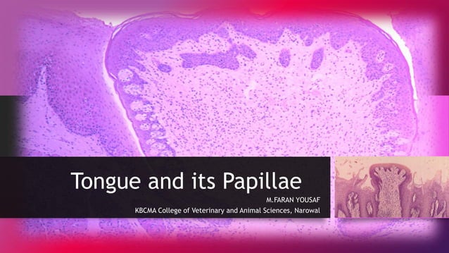 Tongue, papillae and some special structures. | PPTX | Ear, Nose and ...