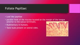 Tongue, papillae and some special structures. | PPTX