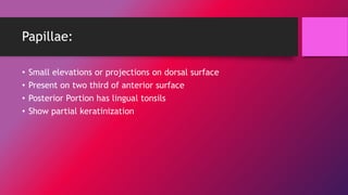 Tongue, papillae and some special structures. | PPTX