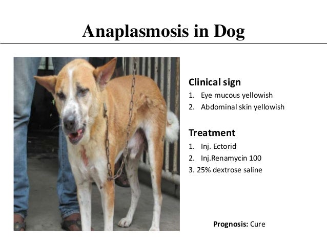 Veterinary Internship Programme 2013-14