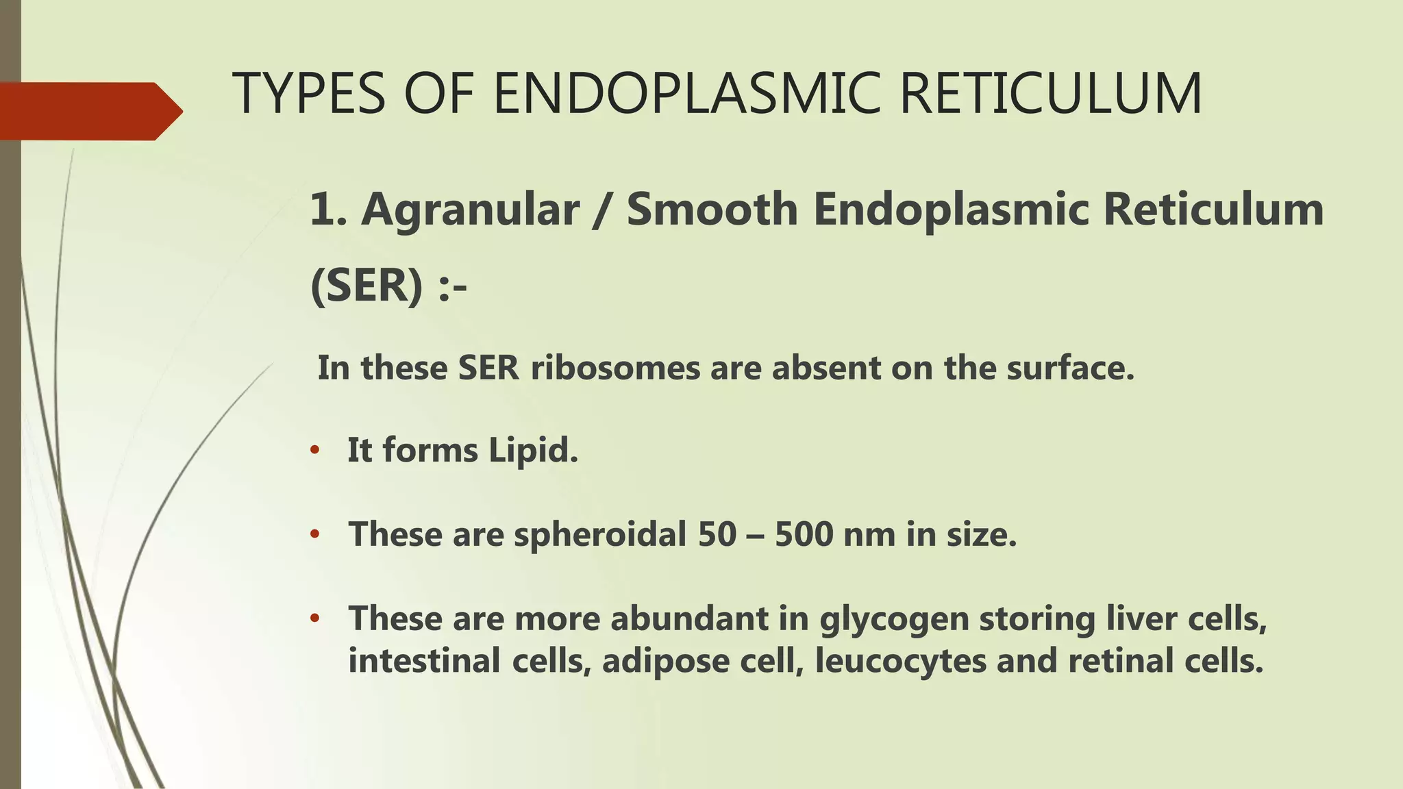 Roll#1033(Ali Rizwan) Endoplasmic Reticulum.pptx