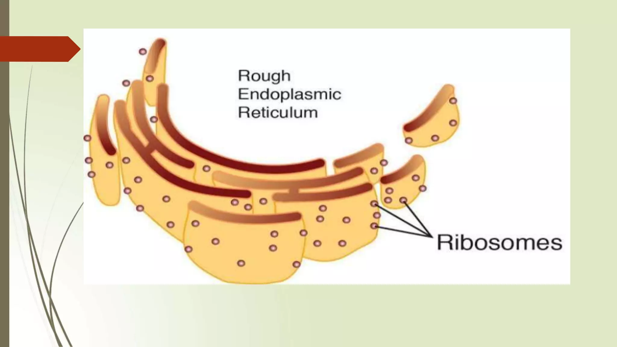 Roll#1033(Ali Rizwan) Endoplasmic Reticulum.pptx