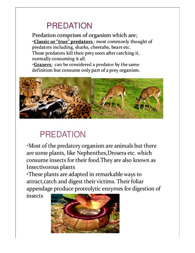 CBSE Biology investigatory project class 12 on population interaction | PDF