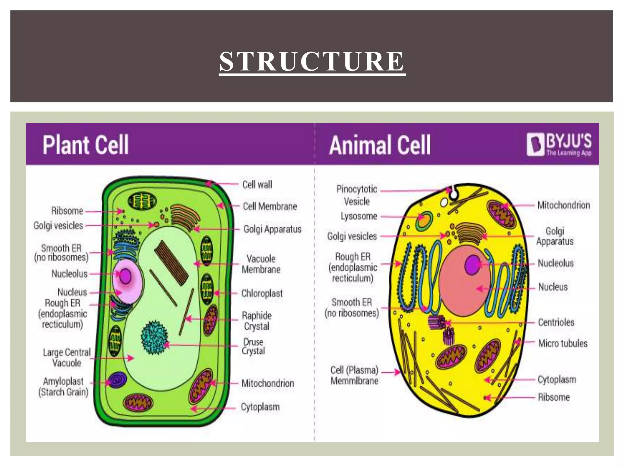 Cell structure and function | PPTX