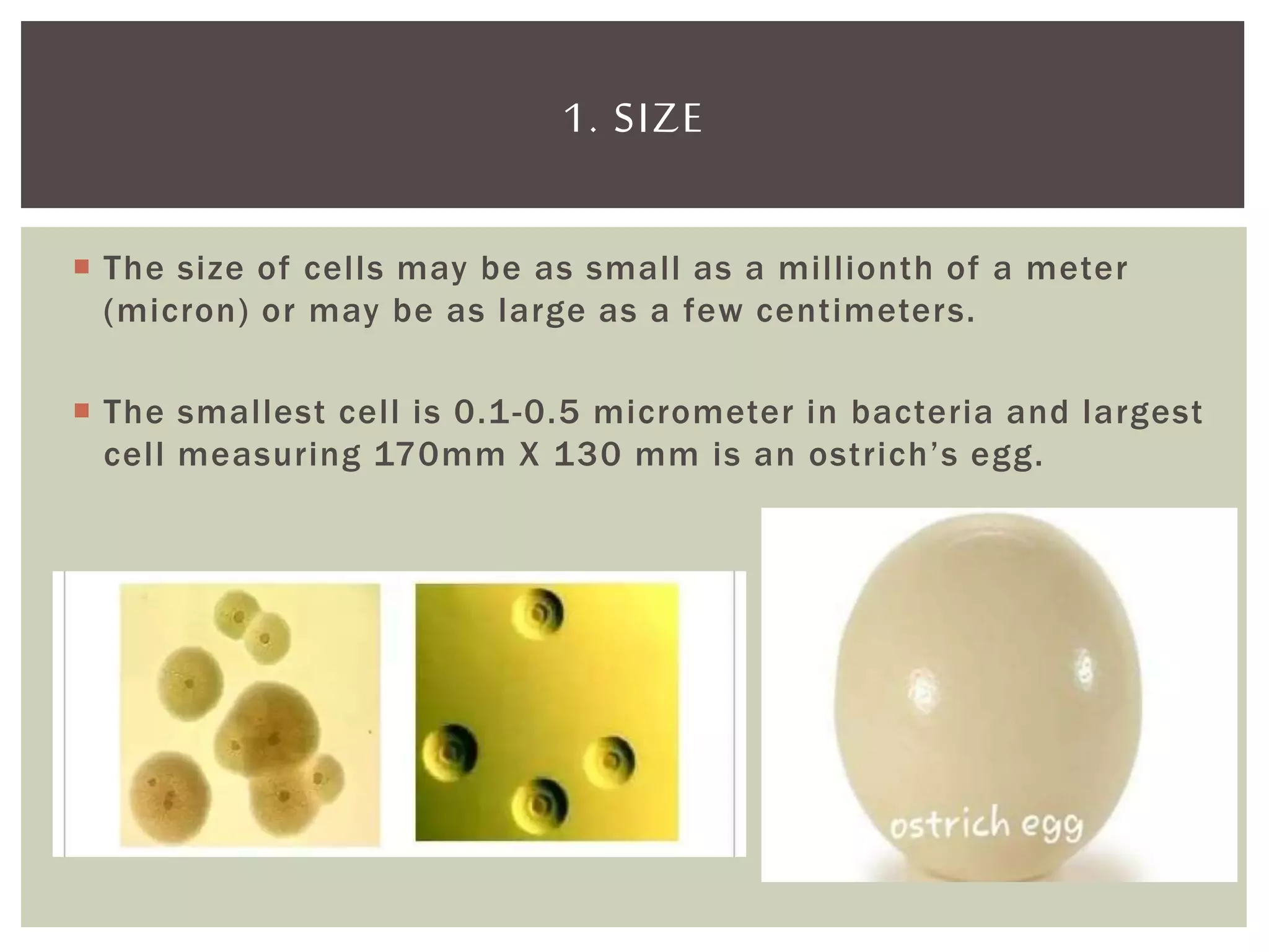 Cell structure and function | PPTX
