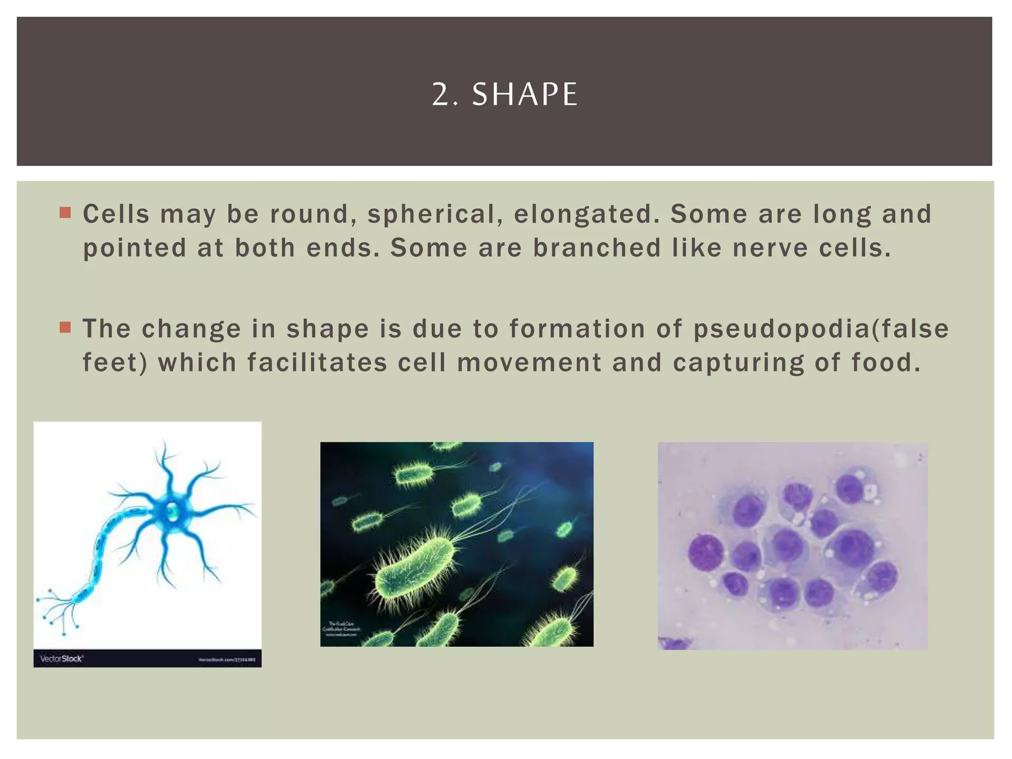 Cell structure and function | PPTX