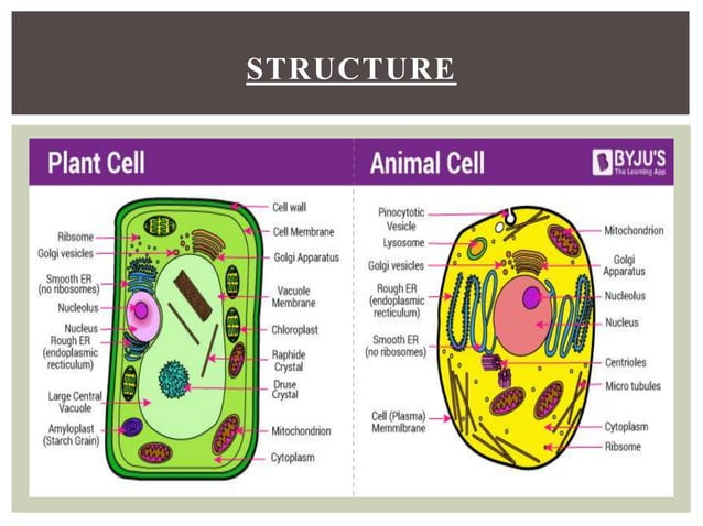 Cell structure and function | PPT
