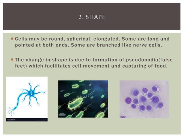 Cell structure and function | PPT