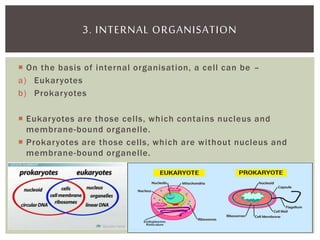 Cell structure and function | PPTX
