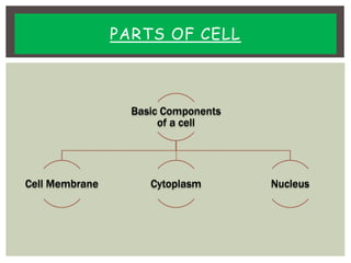 Cell structure and function | PPTX