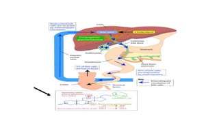 functions of gut flora | PPT