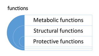 functions of gut flora | PPT