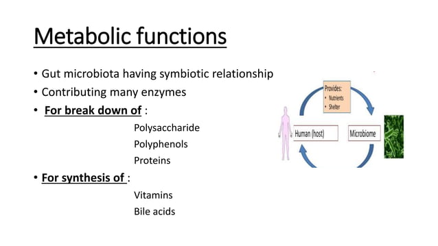 functions of gut flora | PPT