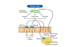 functions of gut flora | PPT
