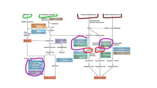 functions of gut flora | PPT