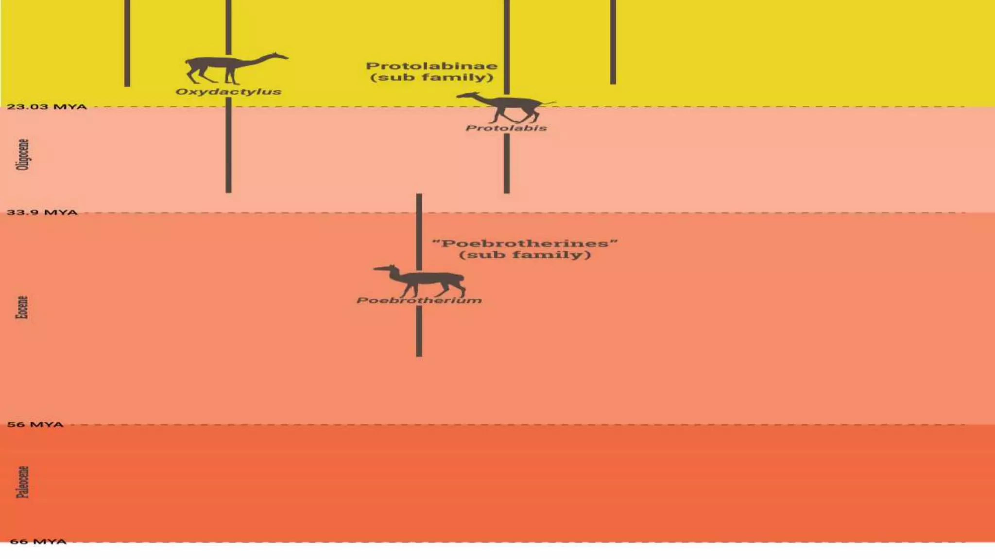 Camel Evolution by @Sana_Haroon | PPTX