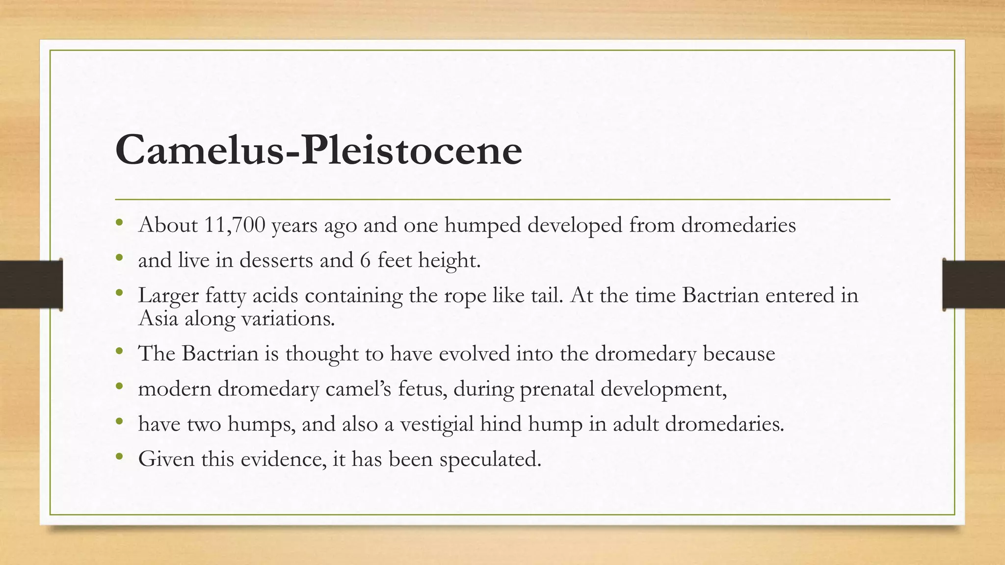 Camel Evolution by @Sana_Haroon | PPTX