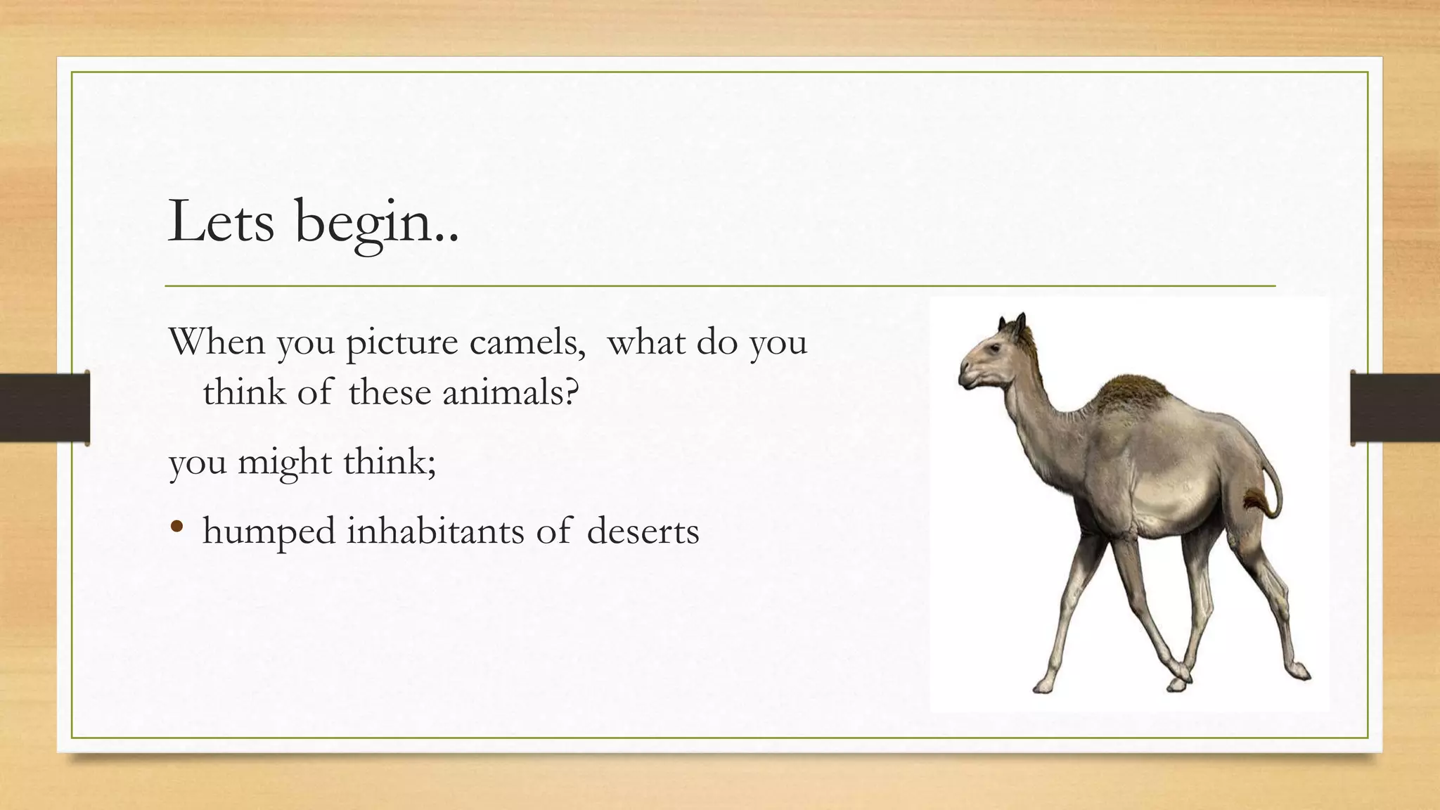 Camel Evolution by @Sana_Haroon | PPT