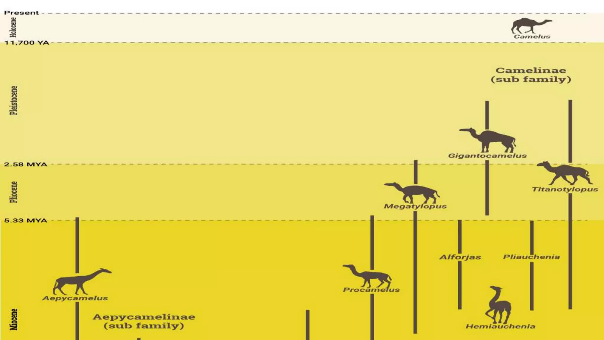 Camel Evolution by @Sana_Haroon | PPTX