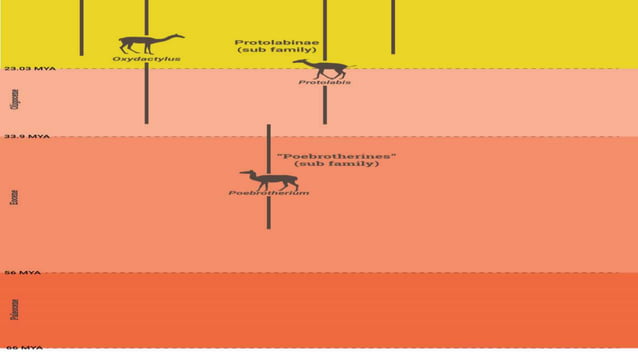Camel Evolution by @Sana_Haroon | PPTX