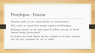 Camel Evolution by @Sana_Haroon | PPTX