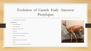 Camel Evolution by @Sana_Haroon | PPTX