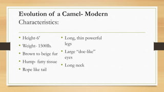 Camel Evolution by @Sana_Haroon | PPTX
