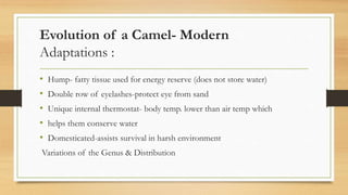 Camel Evolution by @Sana_Haroon | PPTX