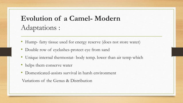 Camel Evolution by @Sana_Haroon | PPTX