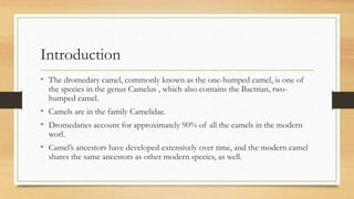 Camel Evolution by @Sana_Haroon | PPTX