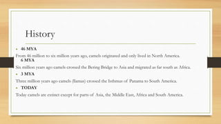 Camel Evolution by @Sana_Haroon | PPTX