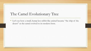 Camel Evolution by @Sana_Haroon | PPTX