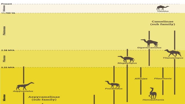 Camel Evolution by @Sana_Haroon | PPTX
